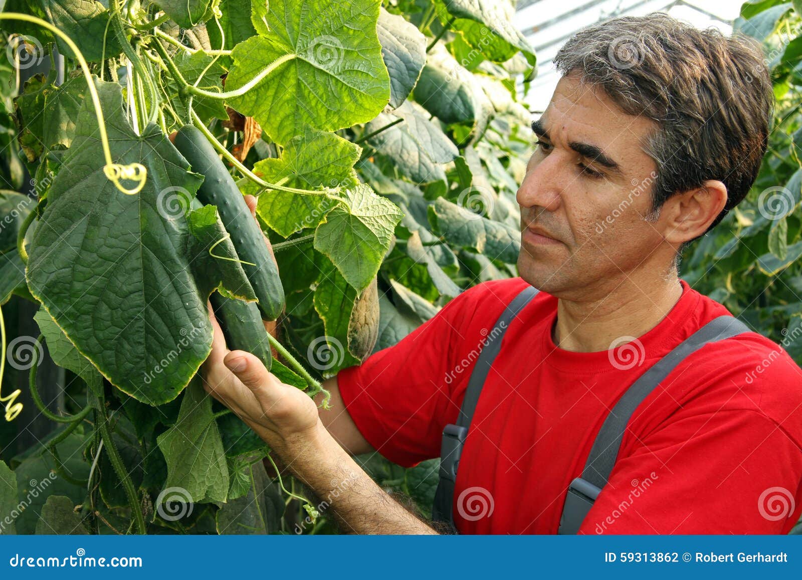 Cucumber Production in Greenhouse Stock Photo - Image of cucumber ...
