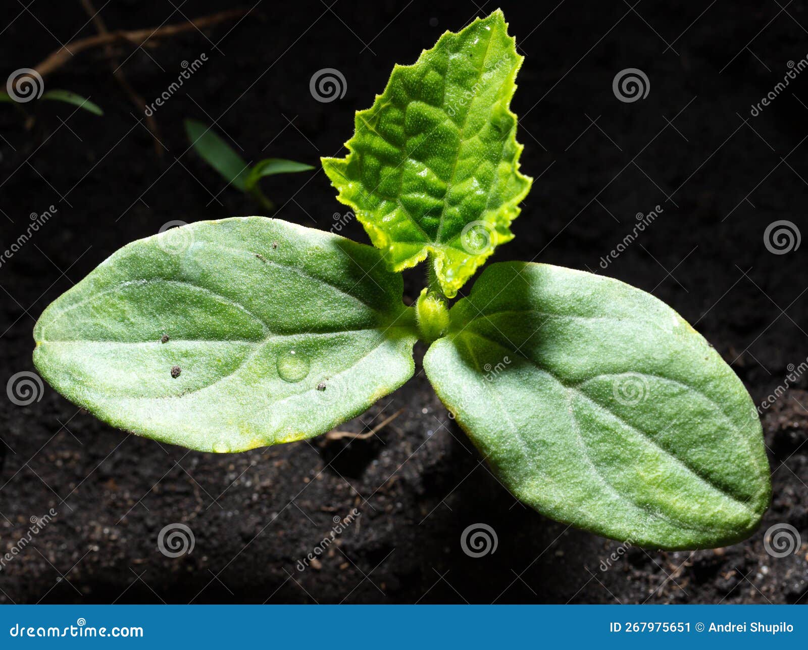 Cucumber Seedling in the Ground in Spring. Stock Image - Image of earth ...