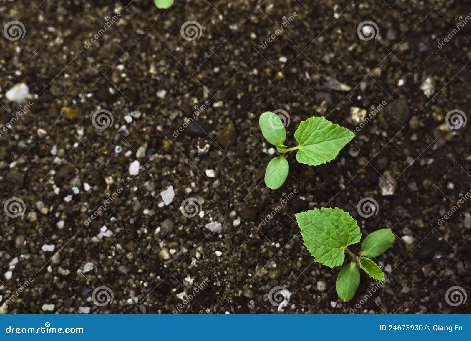 Cucumber Seedling in Spring Stock Photo - Image of ground, farming ...