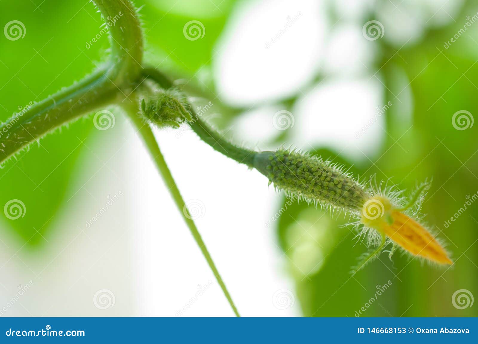 Cucumber Seedlings with Buds and Cucumber Ovaries Stock Image - Image ...