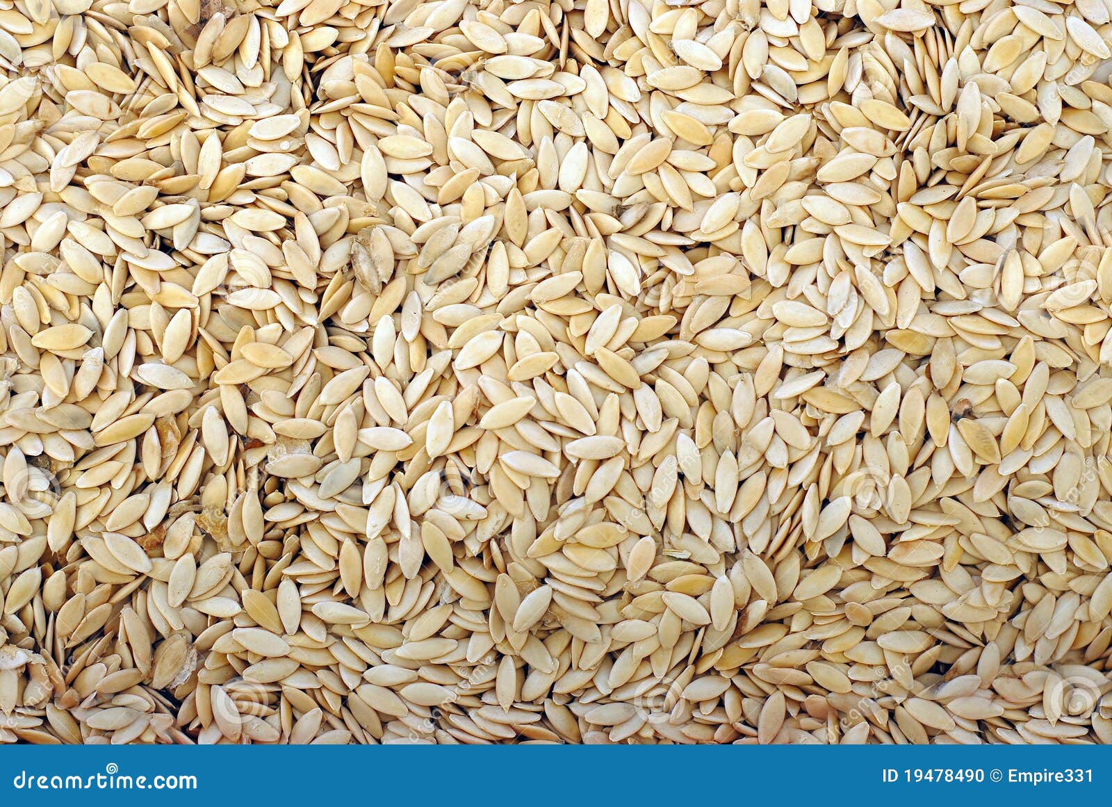 Cucumber seeds stock photo. Image of plant, abstract - 19478490