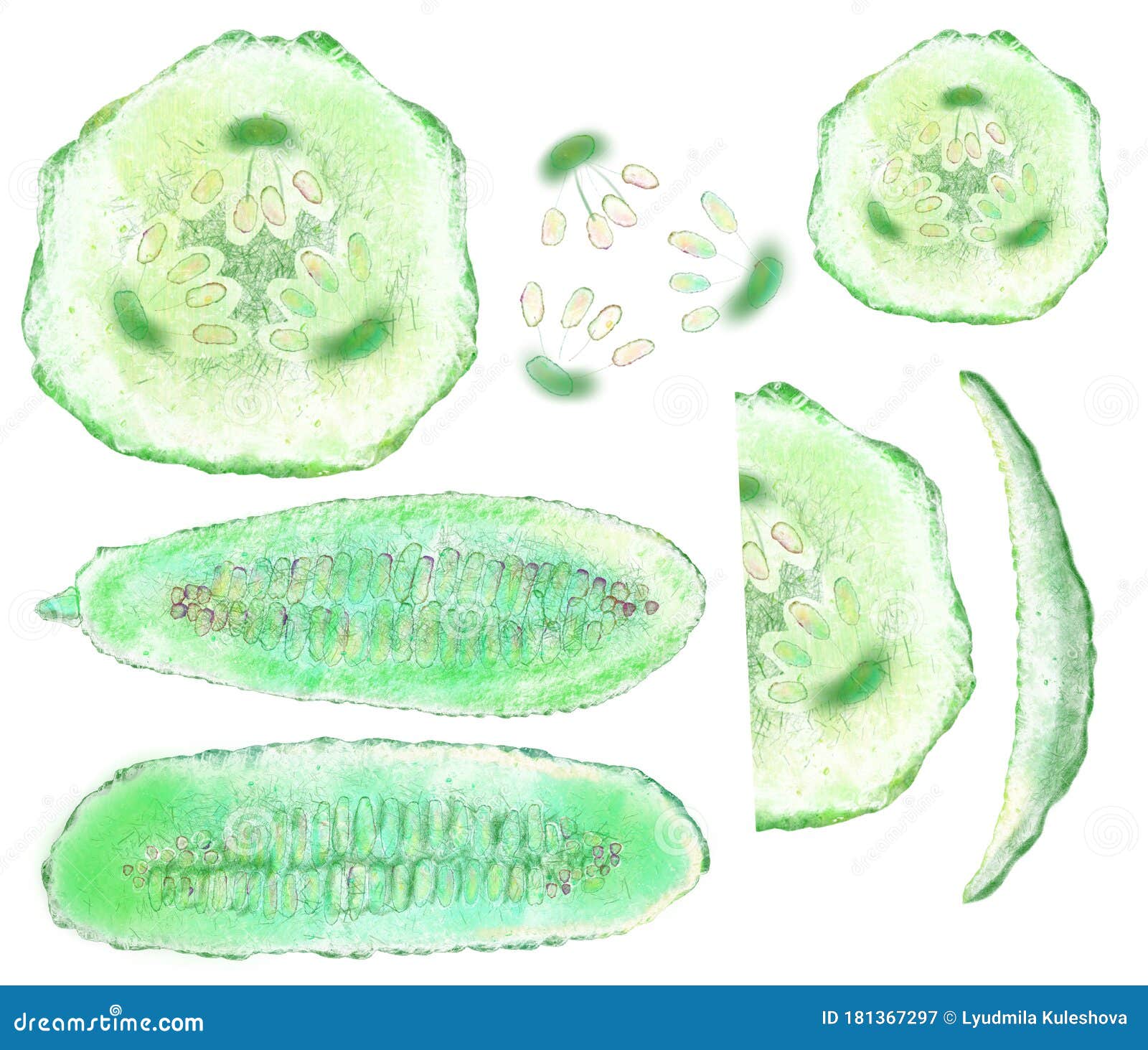 Cucumber Segments Translucent Stock Illustration - Illustration of diet ...