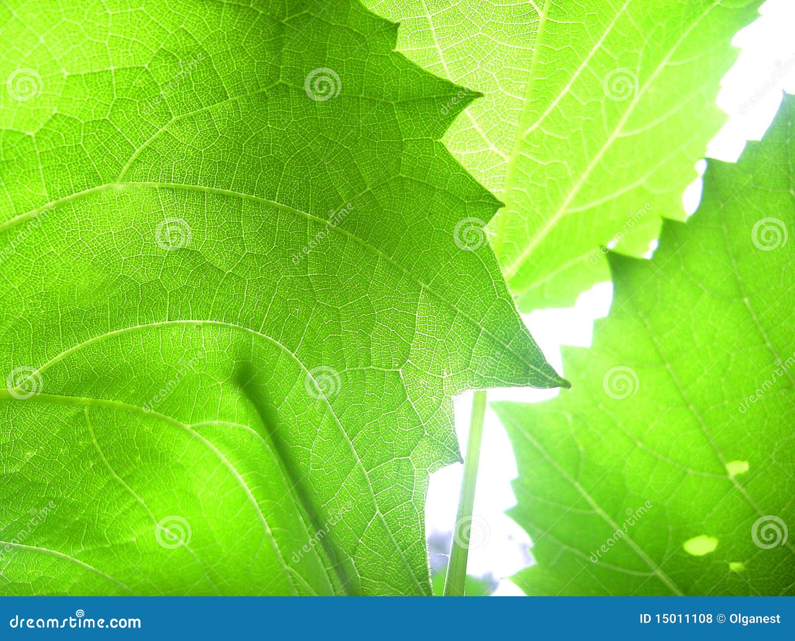 Cucumber sheet stock photo. Image of close, meal, component - 15011108