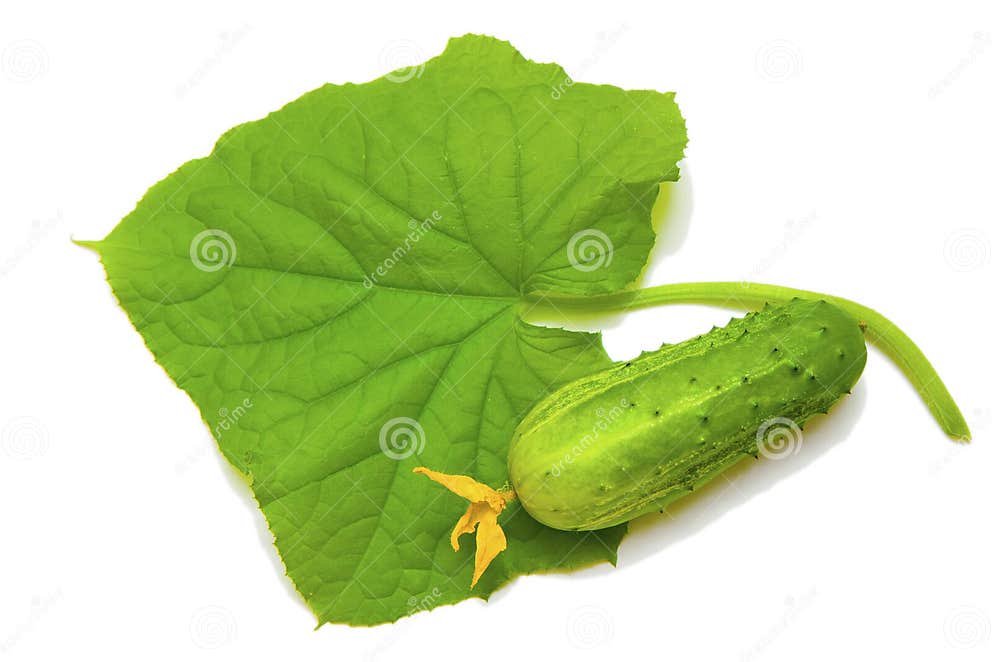 Cucumber with a sheet stock image. Image of leaf, fresh - 15378325