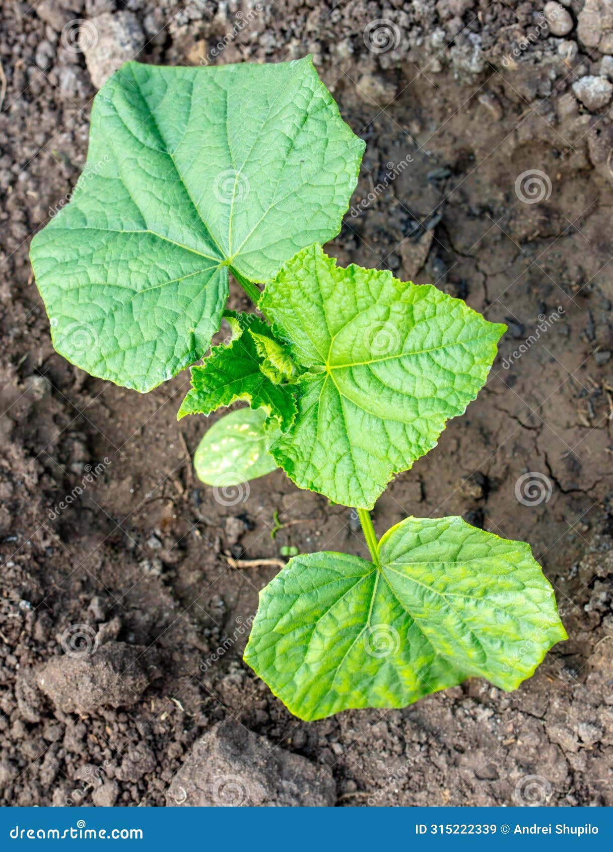 Cucumber Shoots in the Soil in the Garden. Spring Stock Image - Image ...