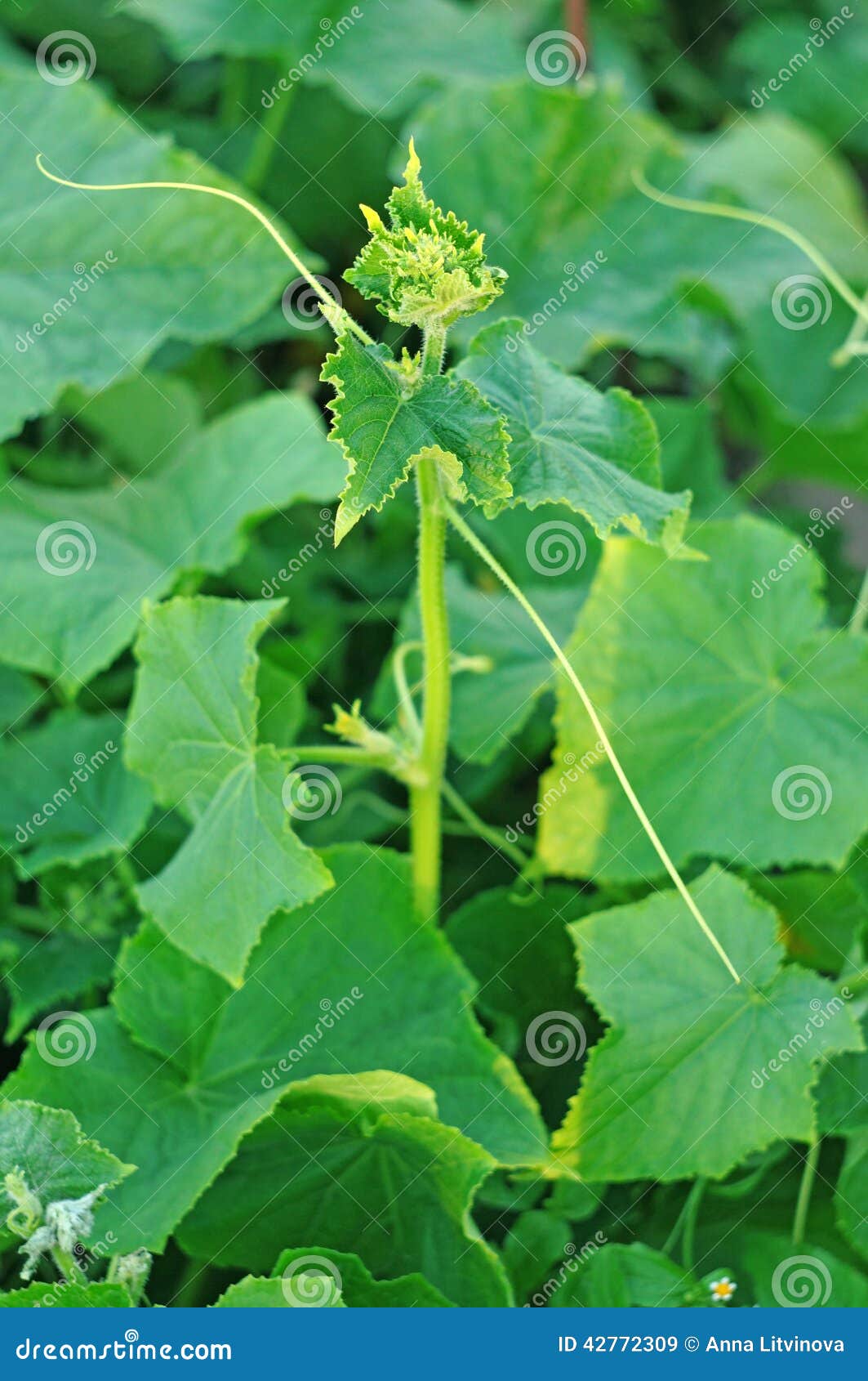 Cucumber Shoots with Tendrils Stock Image - Image of garden, nature ...