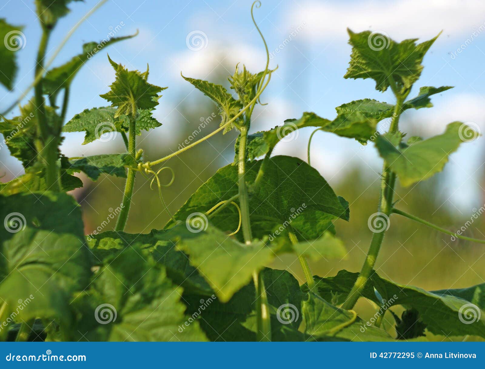 Cucumber Shoots with Tendrils Against the Blue Sky Stock Image - Image ...