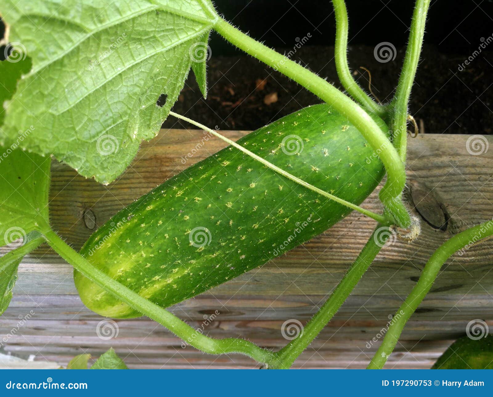 Cucumber Not yet Ripe Unpicked on a Shrub Stock Image - Image of diet ...