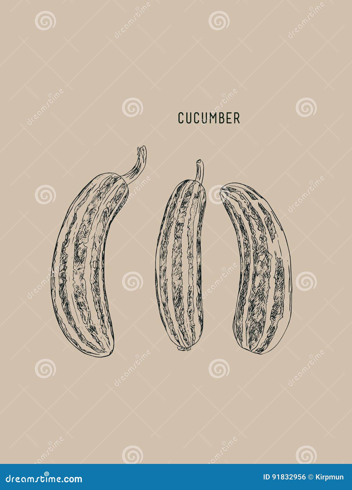 Cucumber Sketch. Monochrome Outline Of Cucumber Isolated On White ...