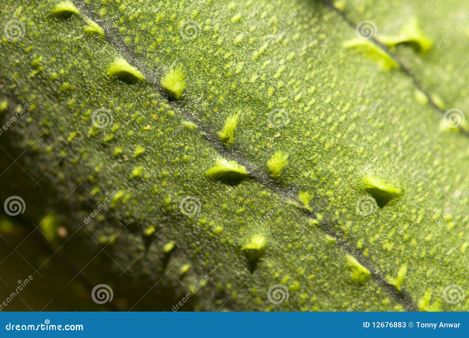 Cucumber Skin stock image. Image of line, vegetable, protection - 12676883