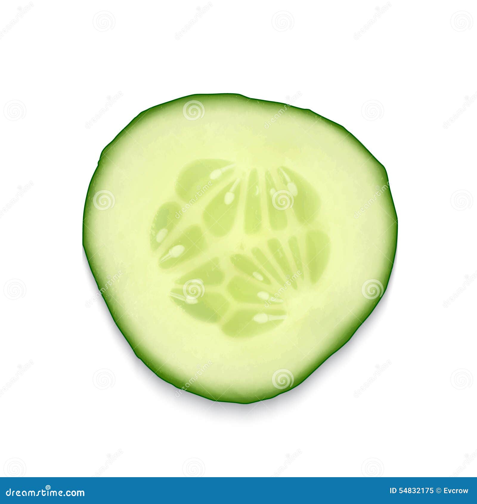 Cucumber Slice Stock Vector Illustration Of Organic 54832175