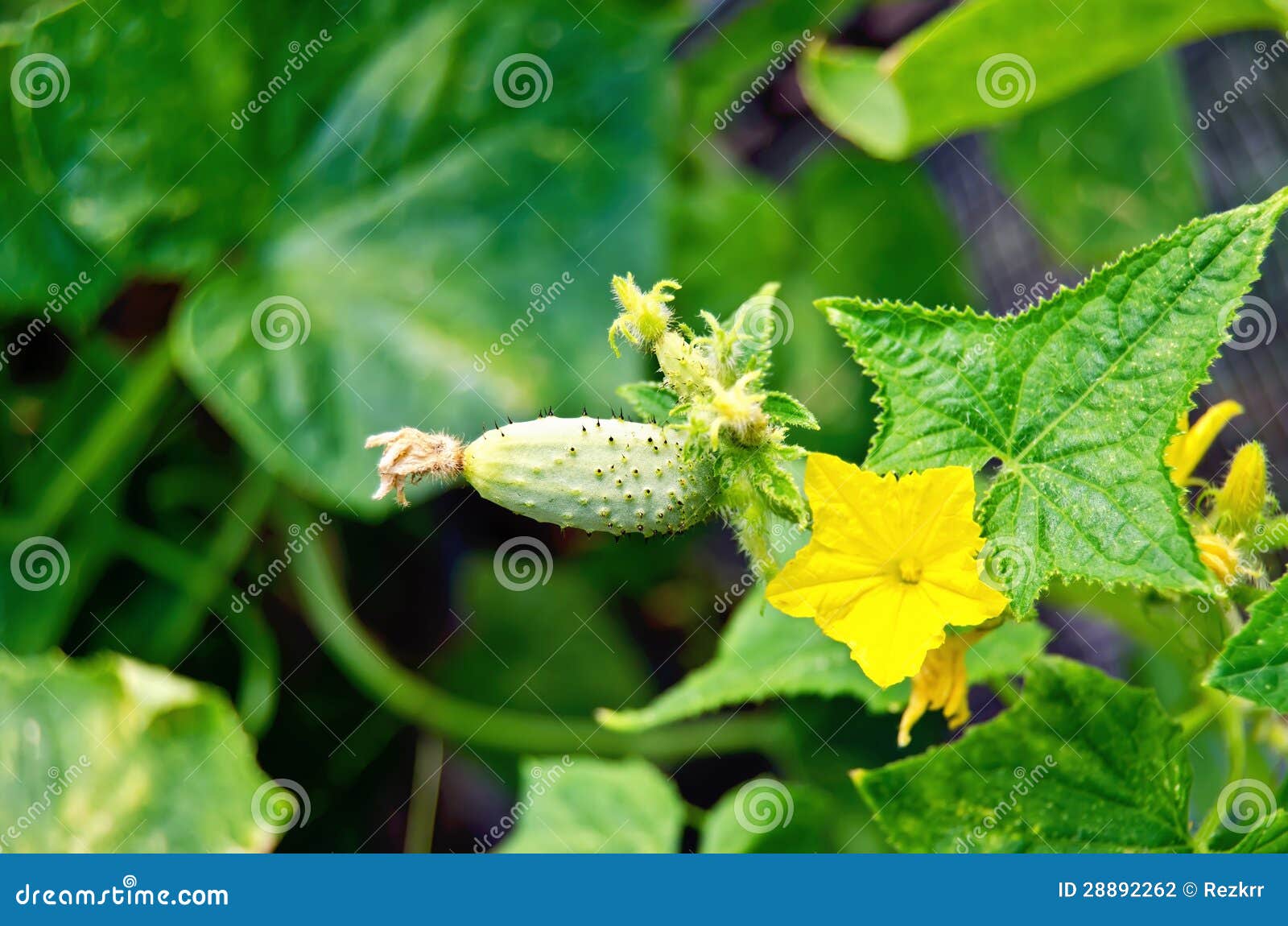 Cucumber Small with a Flower on the Bush Stock Photo - Image of summer ...