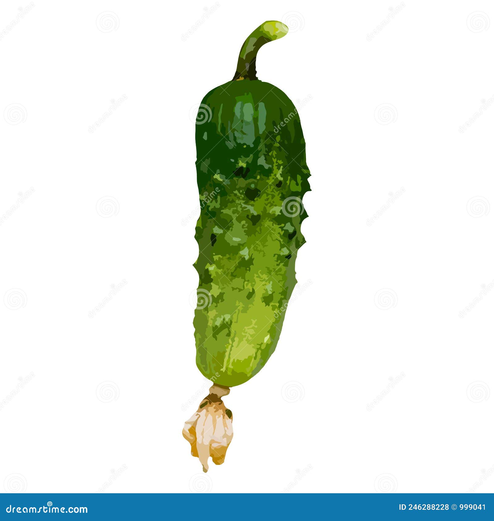 Cucumber Small. Vector Stock Illustration Eps10. Stock Vector ...