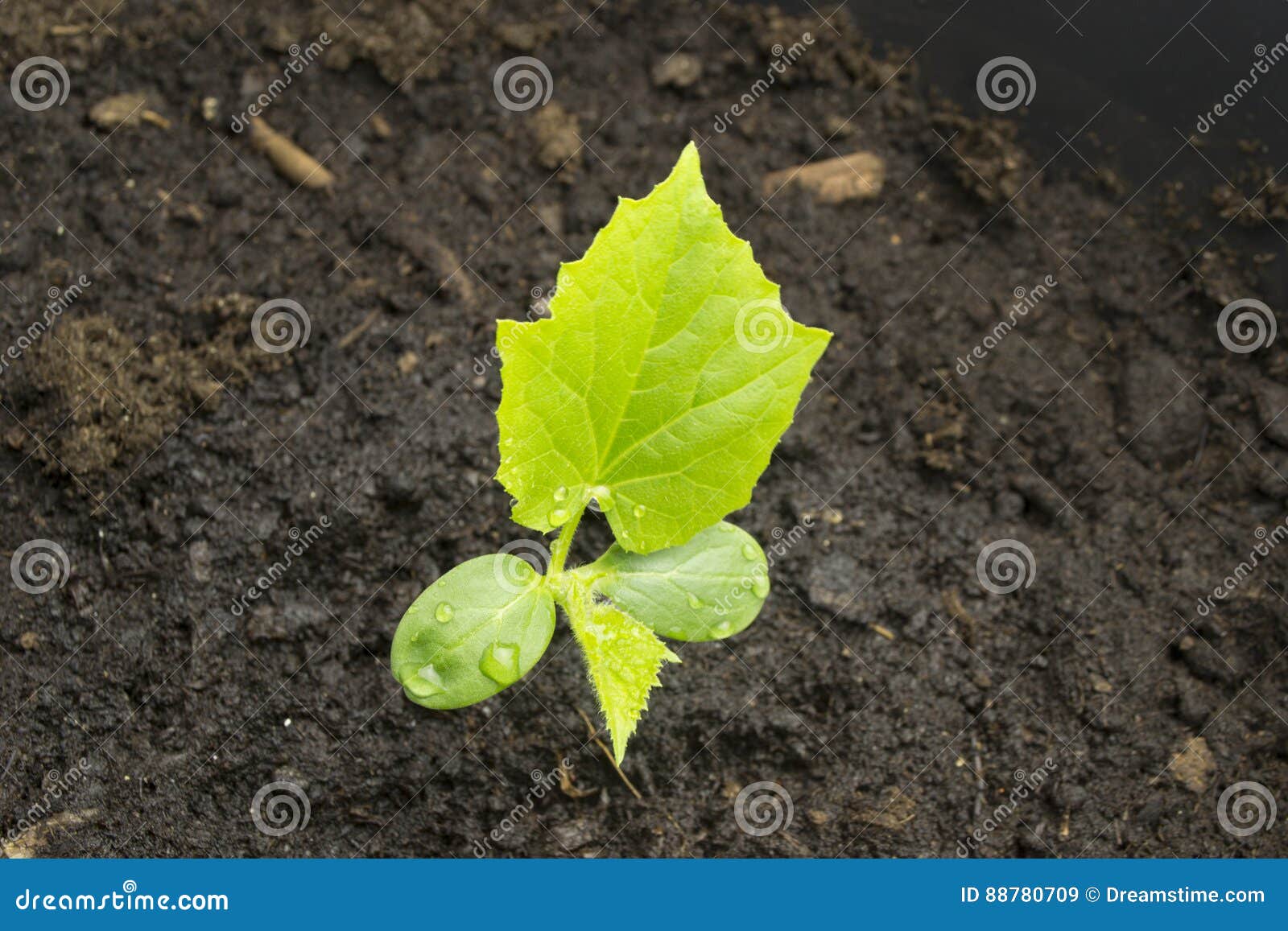 Cucumber sprout ground stock image. Image of illuminated - 88780709