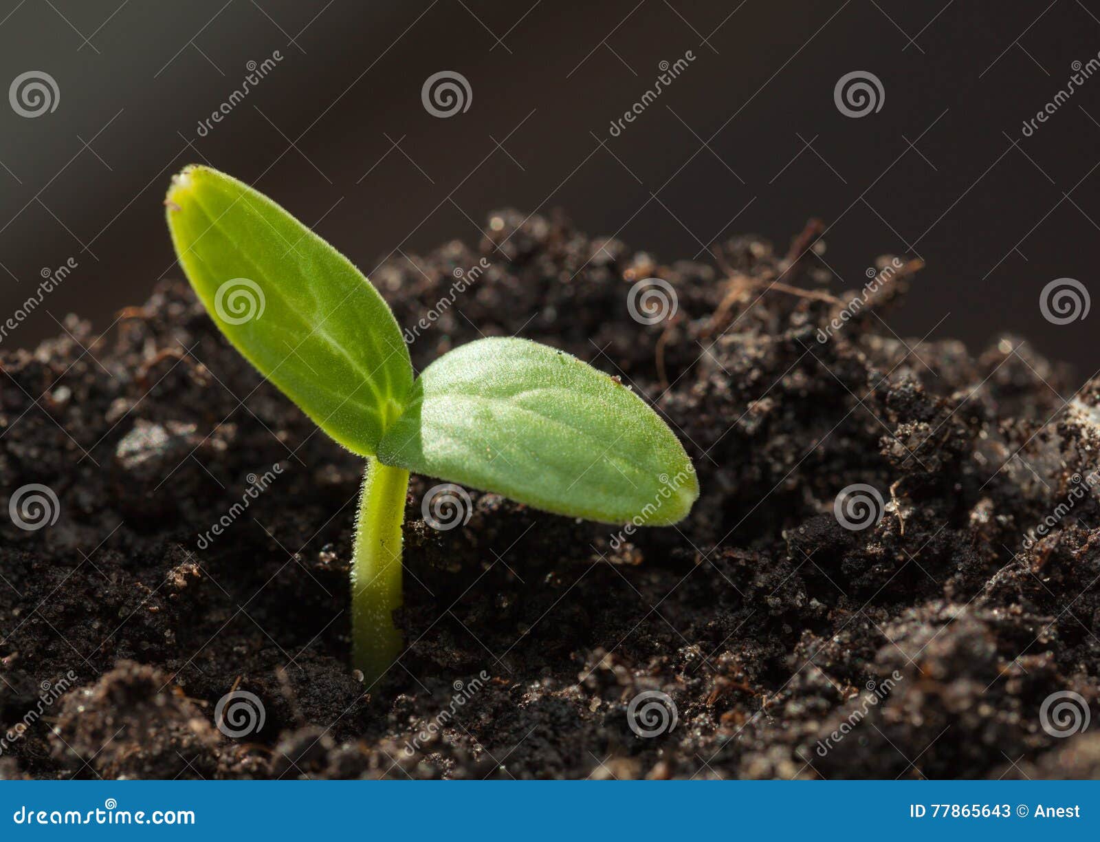 Cucumber sprout stock image. Image of green, agriculture - 77865643