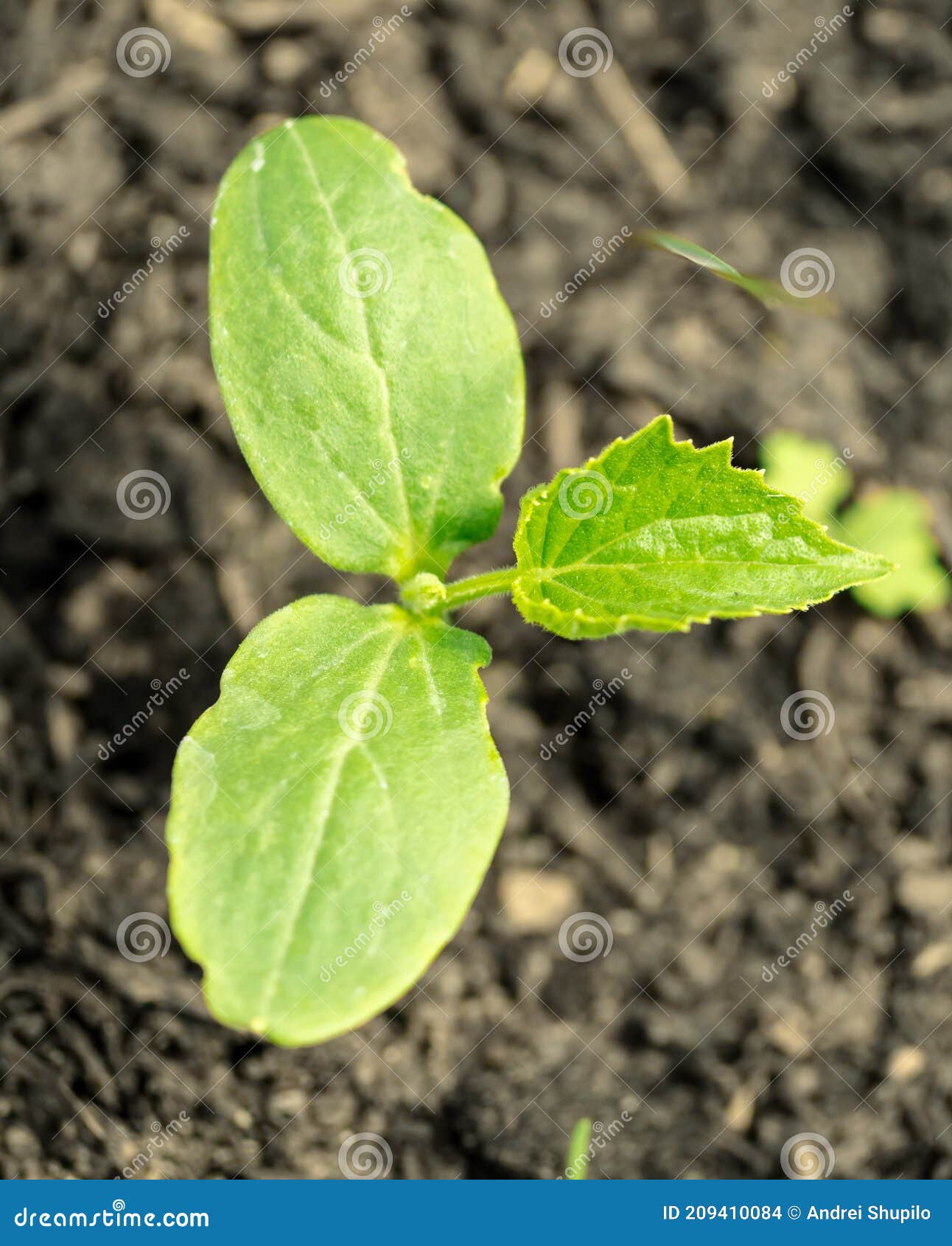 Cucumber Sprout in the Spring Stock Photo - Image of botany, small ...