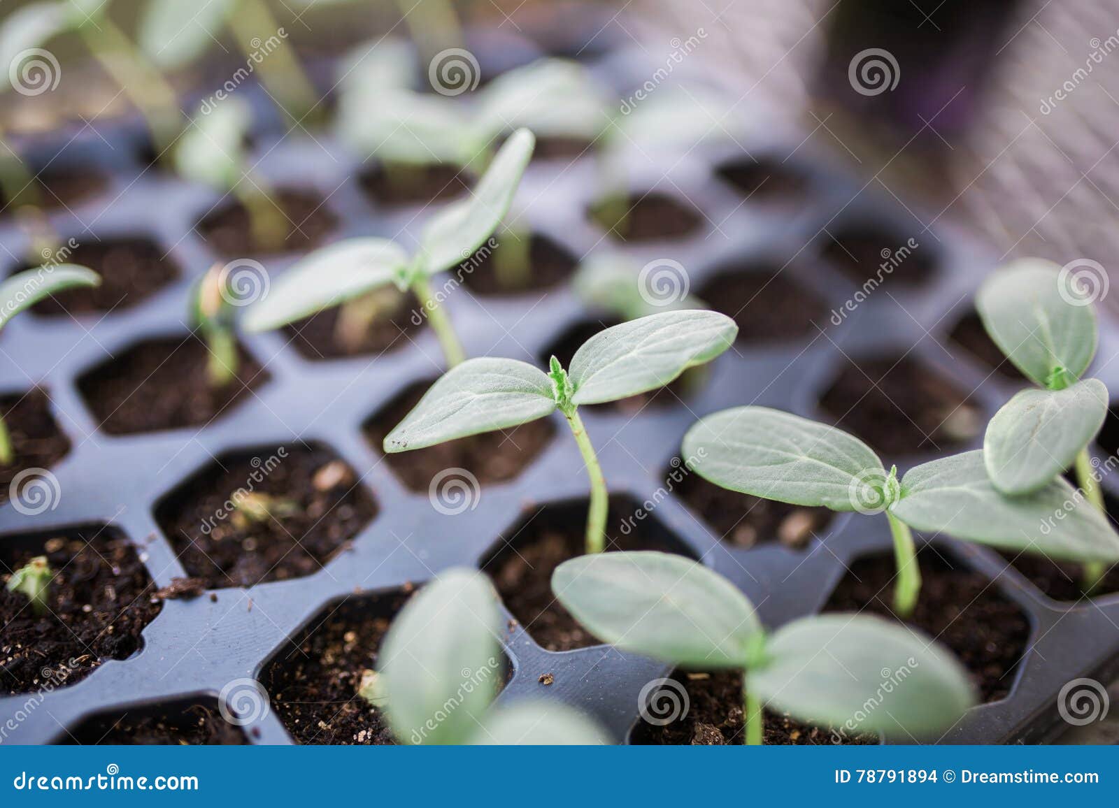 Cucumber Sprouts stock photo. Image of cucumbers, fresh - 78791894