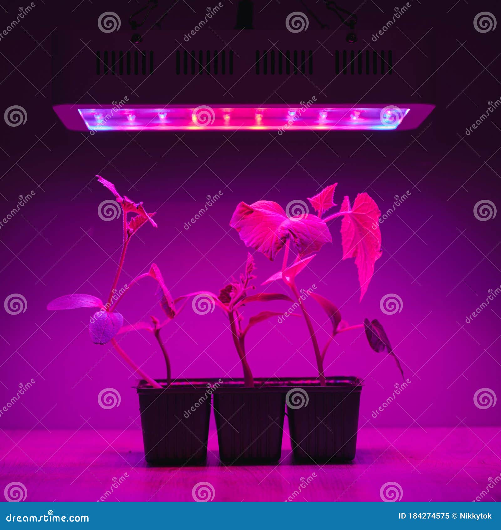 Cucumber Sprouts Under Led Light Grow Lamp Stock Image - Image of black ...