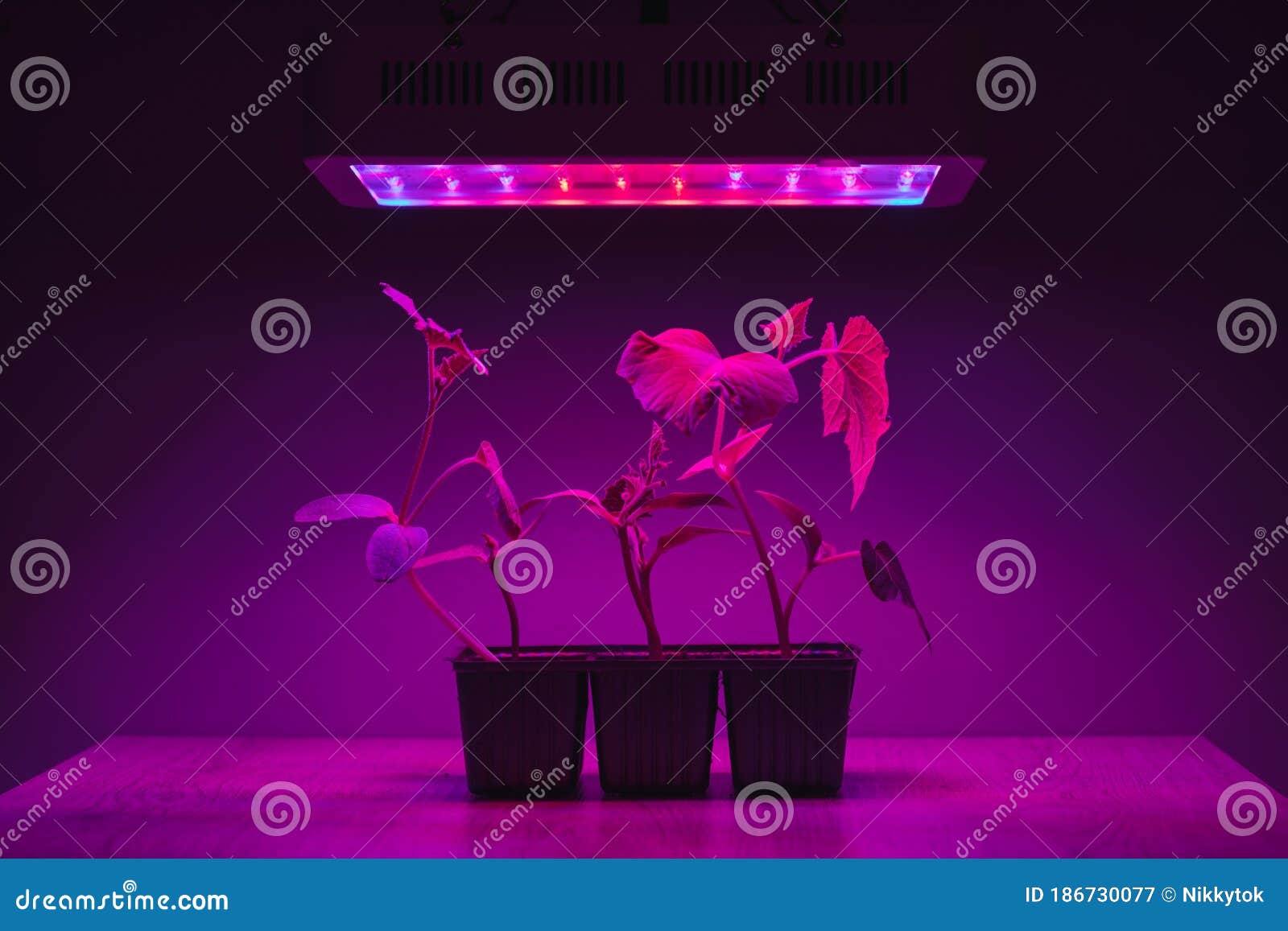 Cucumber Sprouts Under Led Light Grow Lamp Stock Image - Image of ...