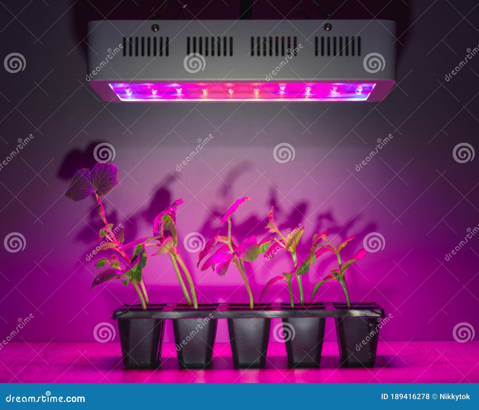 Cucumber Sprouts Under Led Light Grow Lamp Stock Photo - Image of ...