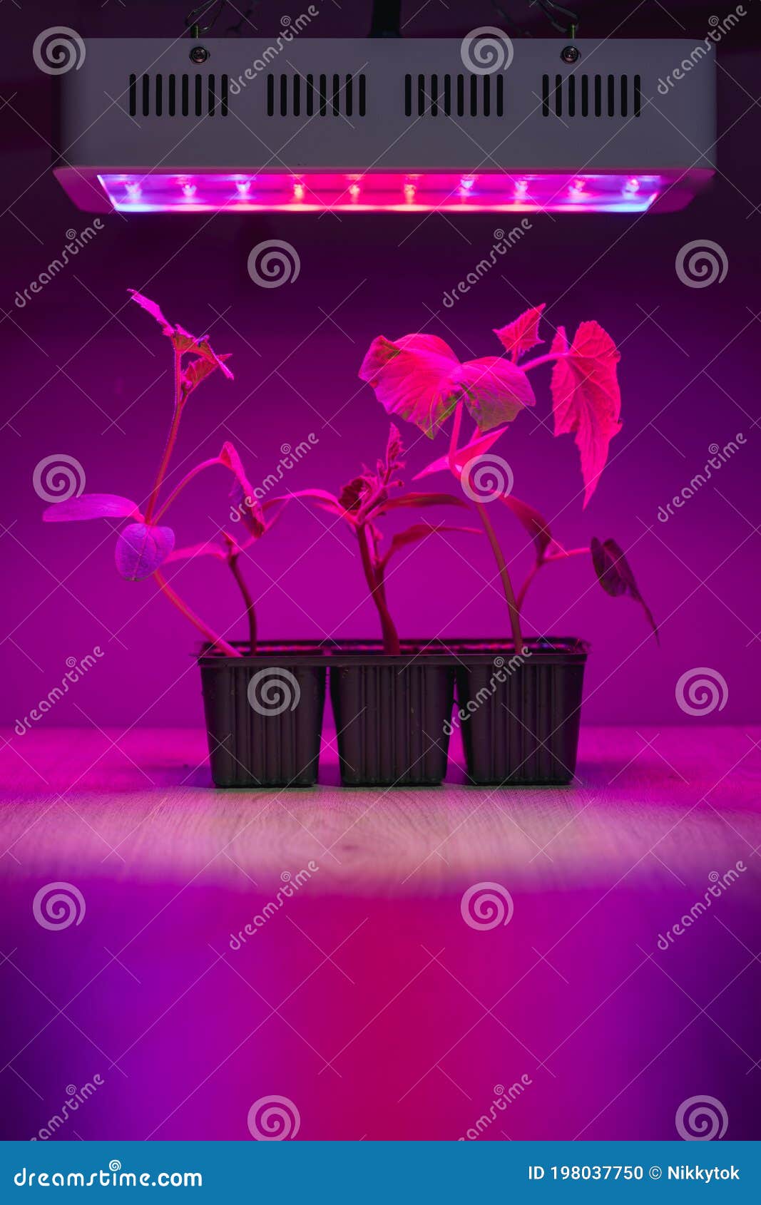 Cucumber Sprouts Under Led Light Grow Lamp Stock Photo - Image of ...