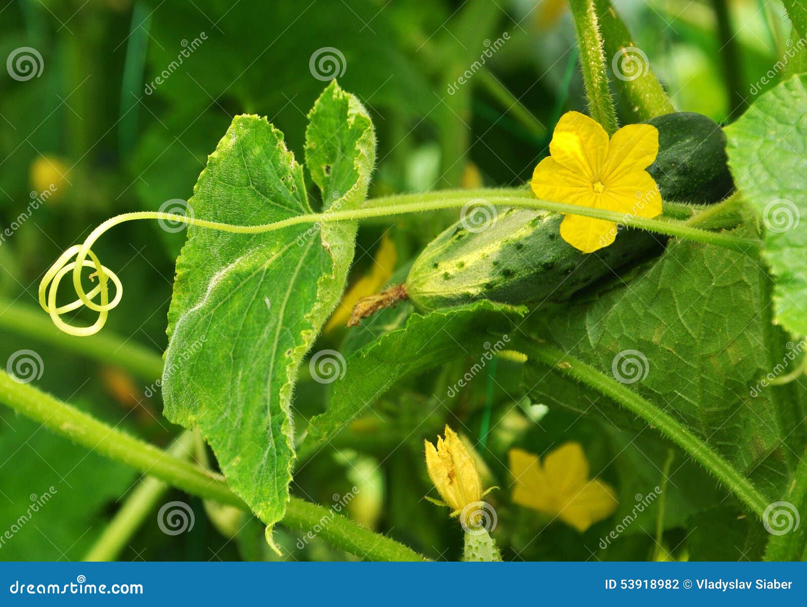 Cucumber and tendril stock photo. Image of summer, vegetables - 53918982