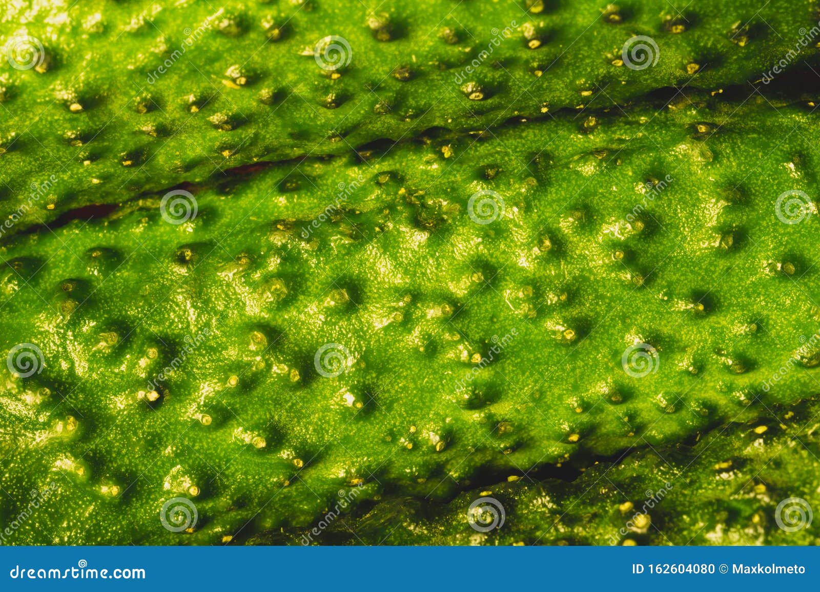 Cucumber Texture Close Up. Fresh Green Vegetables Stock Photo - Image ...