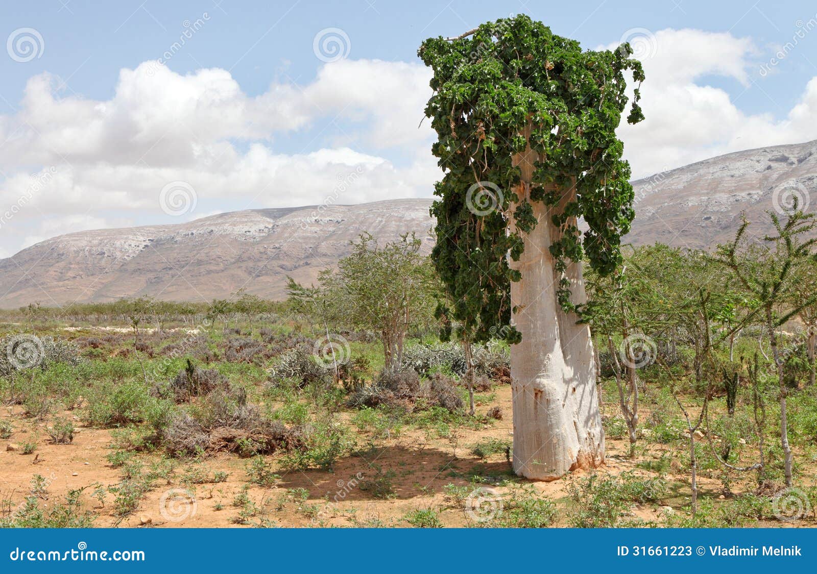 Cucumber tree stock image. Image of unique, unusual, flora - 31661223