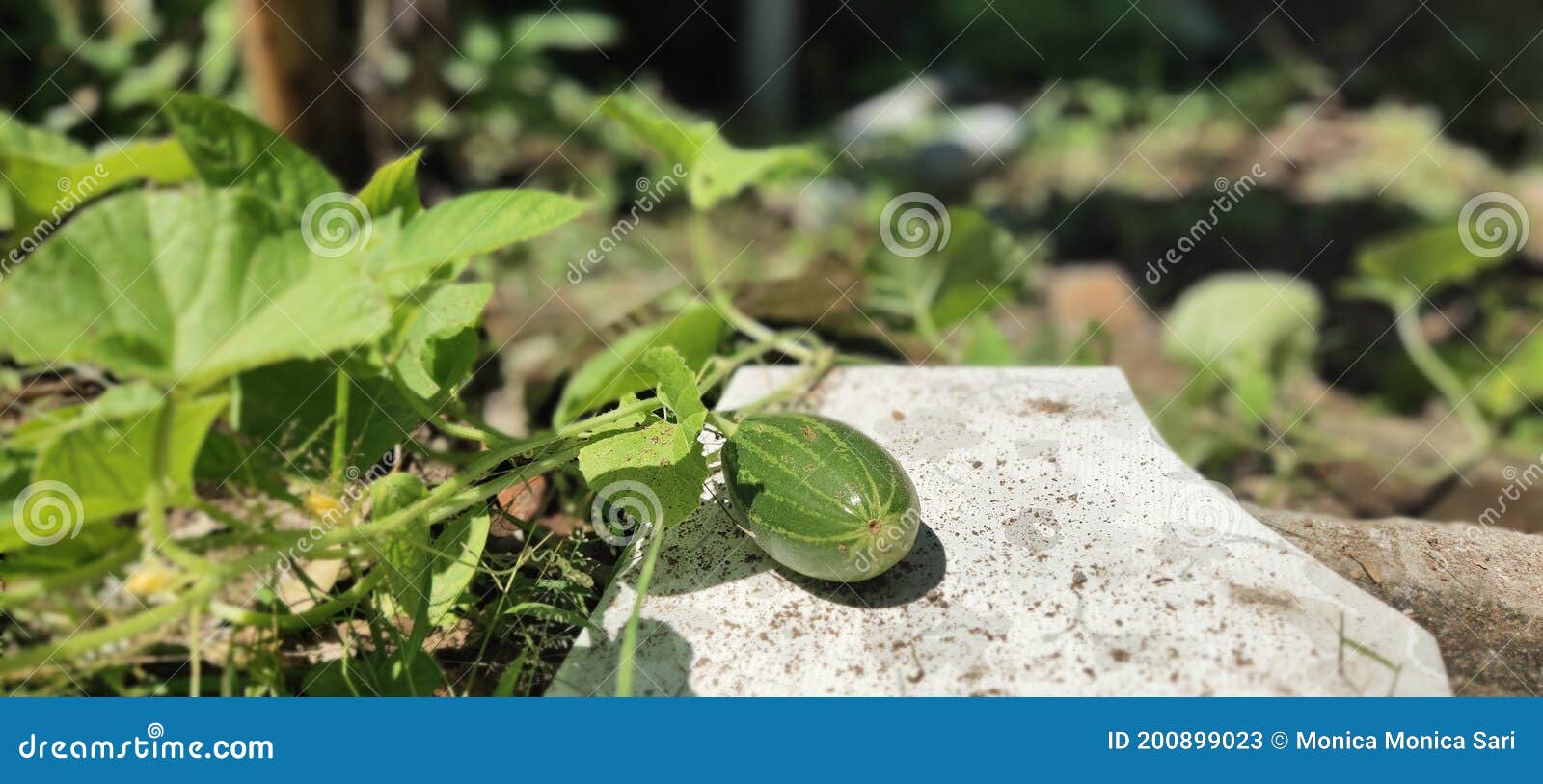 Cucumber Tree Behind the House Stock Image - Image of house, cucumber ...