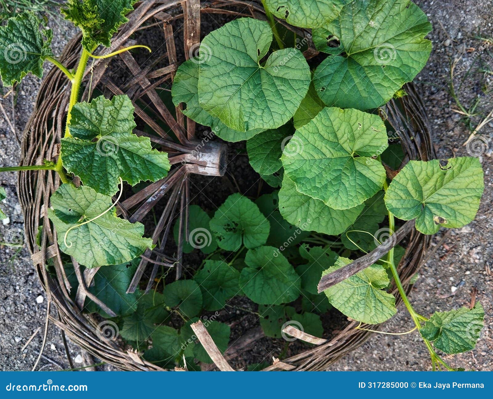 Cucumber Trees Grow Abundantly in the Yard Stock Photo - Image of grow, cucumber: 317285000