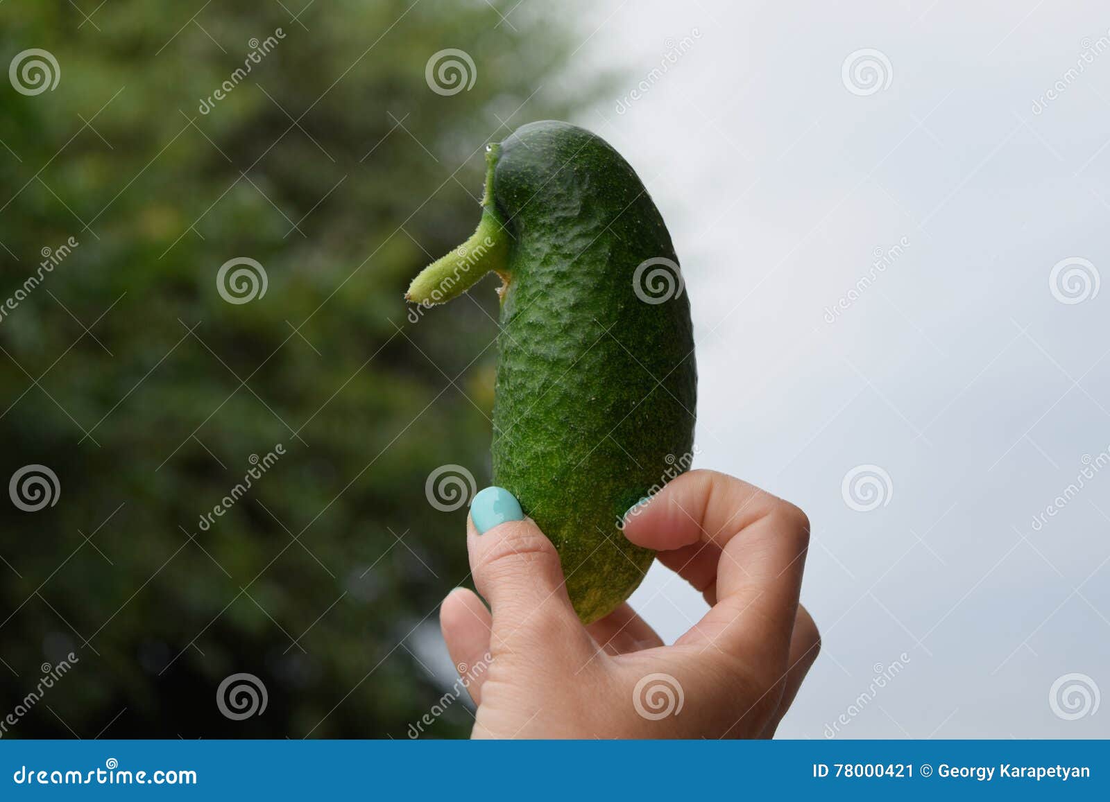 Cucumber With Unusual Shapes On A Light Background Stock Photography ...