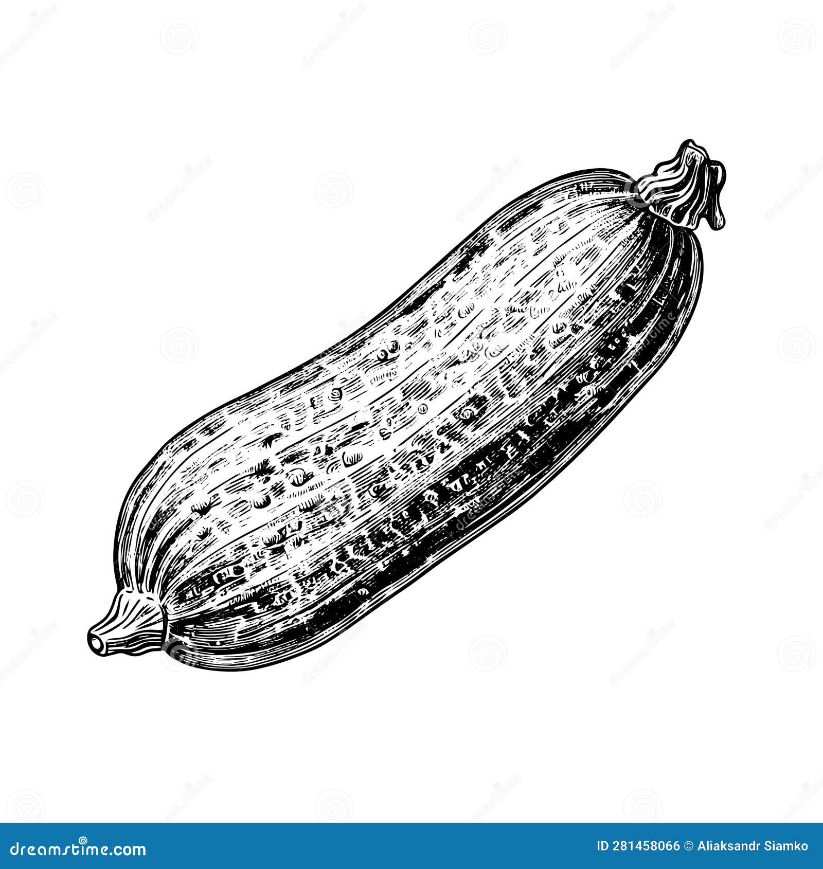 Cucumber Vector Drawing. Isolated Hand Drawn Object, Engraved Style ...