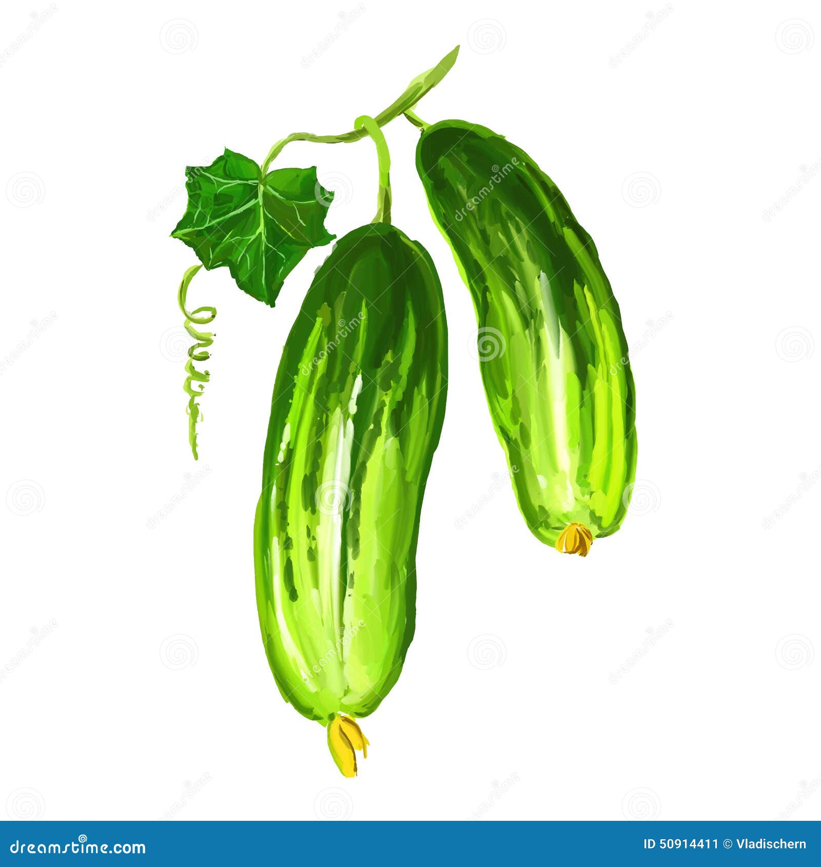 Cucumber Vegetable Vector Illustration Hand Drawn Stock Vector ...