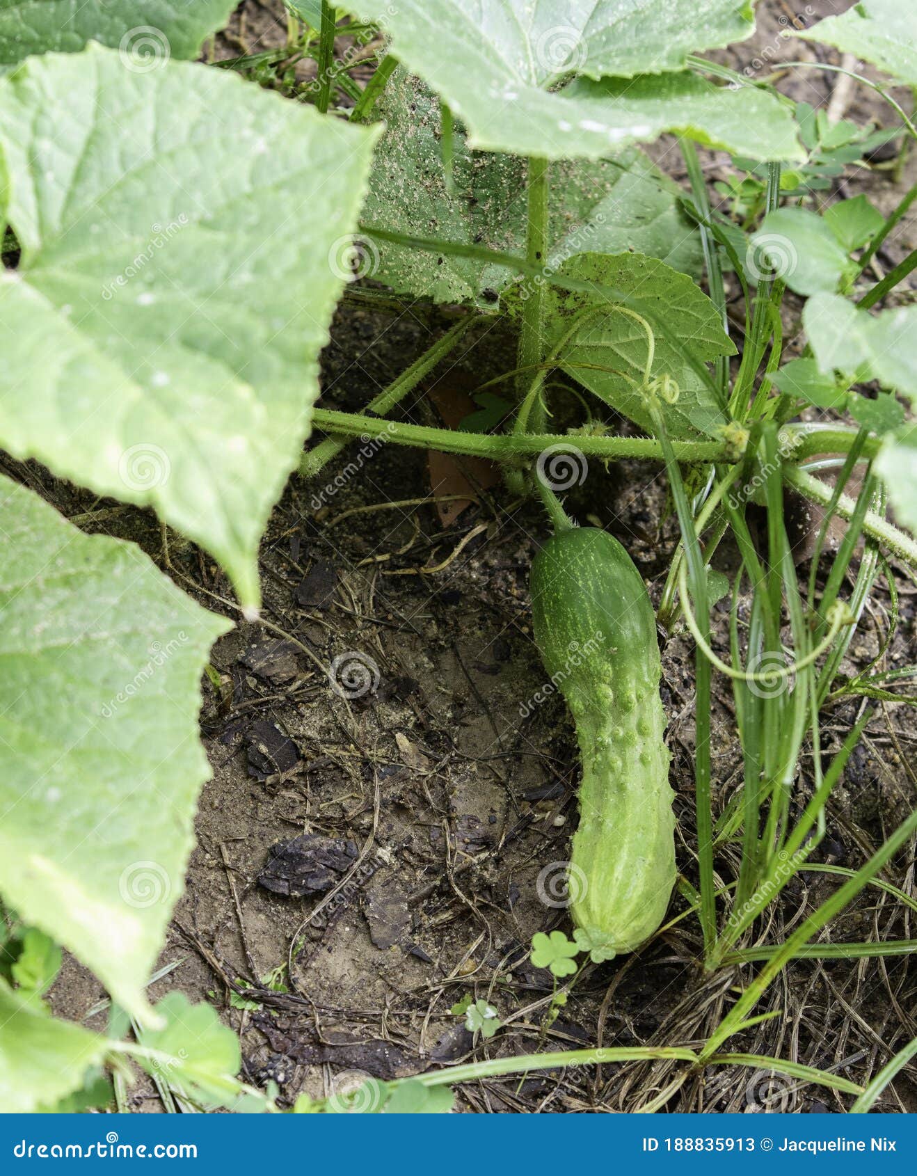 Cucumber on a vine stock image. Image of gardening, fresh - 188835913