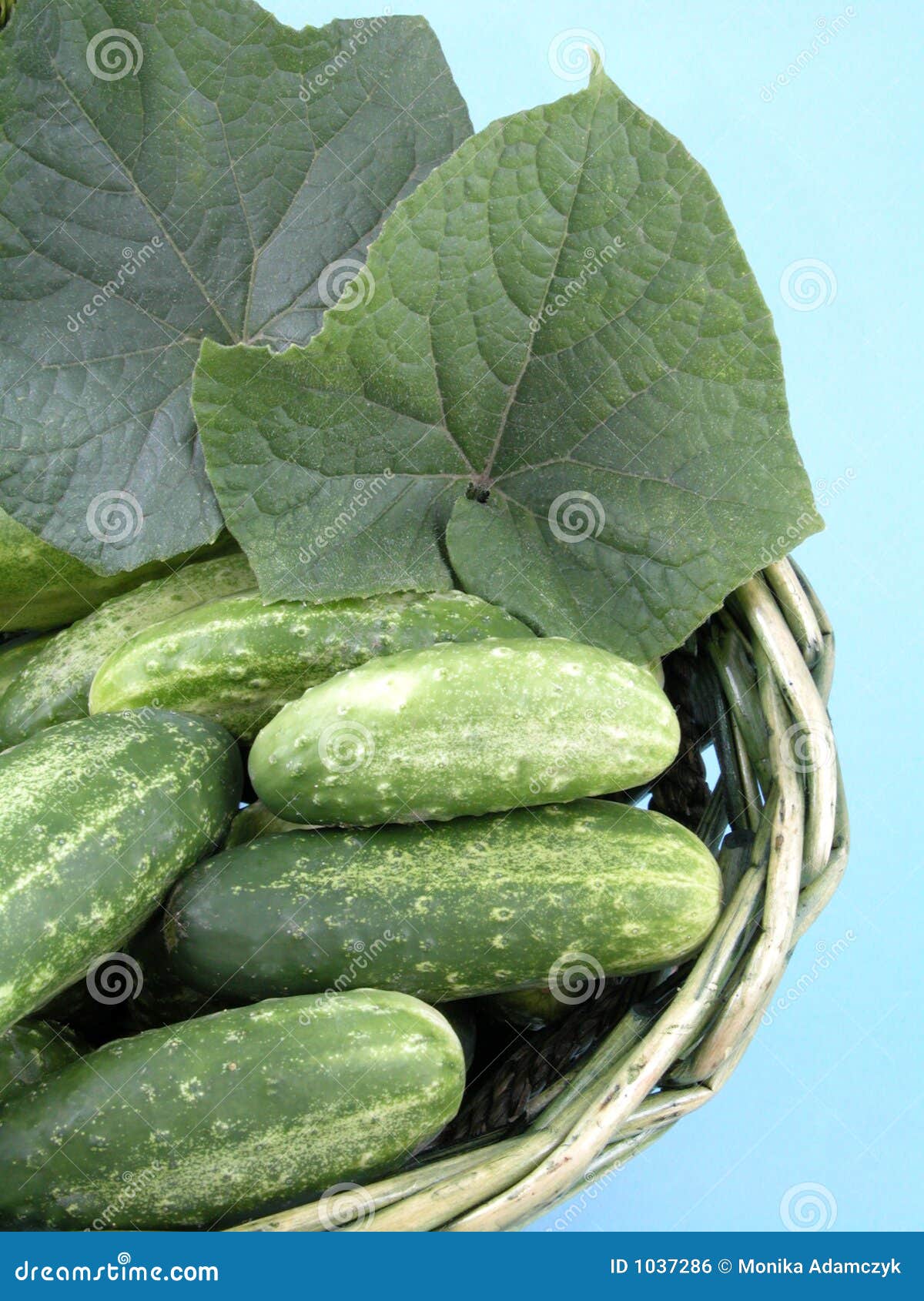 Cucumbers stock photo. Image of green, leaf, cucumbers - 1037286