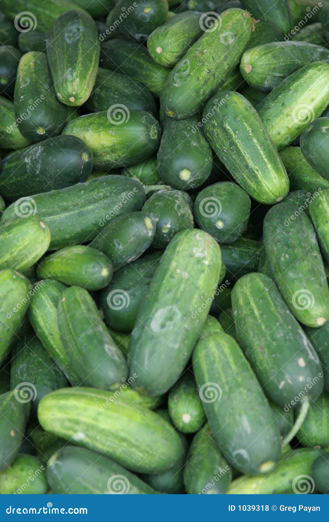 Cucumbers stock photo. Image of union, bunch, cucumbers - 1039318