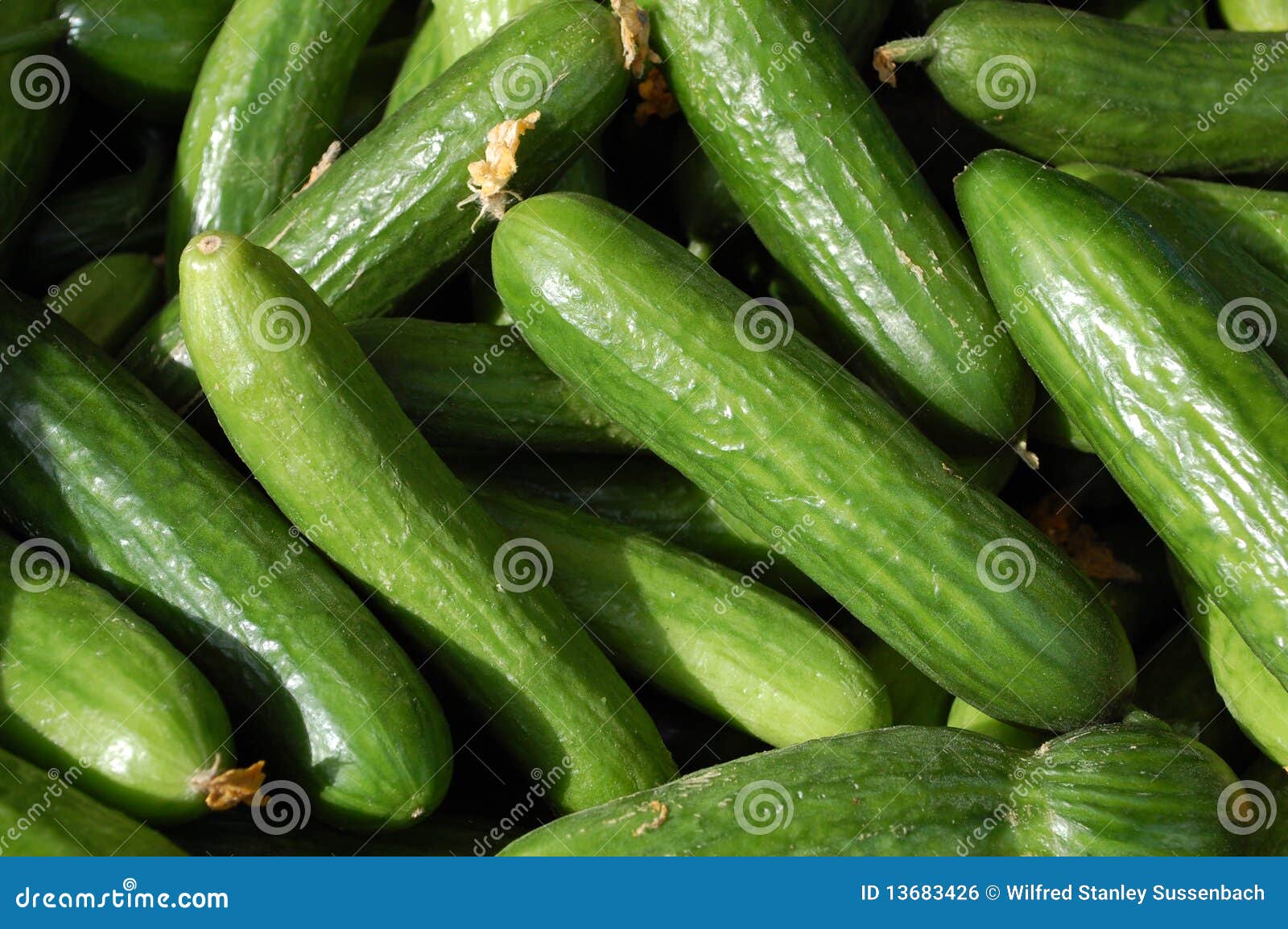 Cucumbers stock photo. Image of cucumber, shopping, vegetables - 13683426