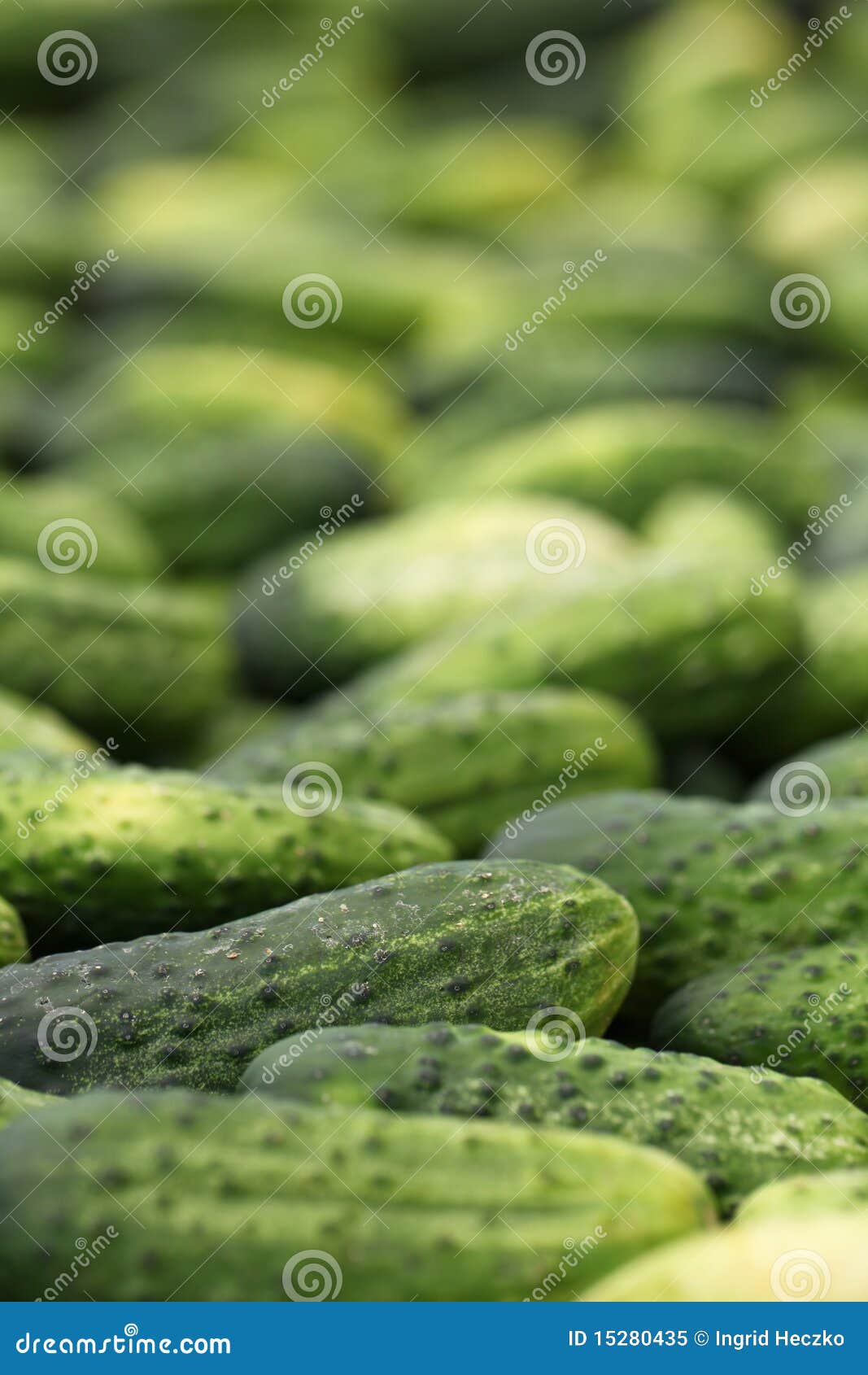Cucumbers stock image. Image of macro, vegetarian, summertime - 15280435