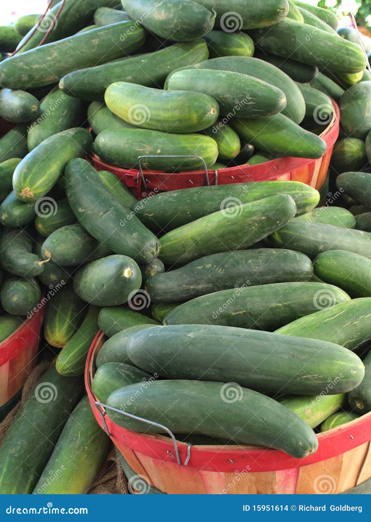 Cucumbers stock photo. Image of produce, bushel, stand - 15951614