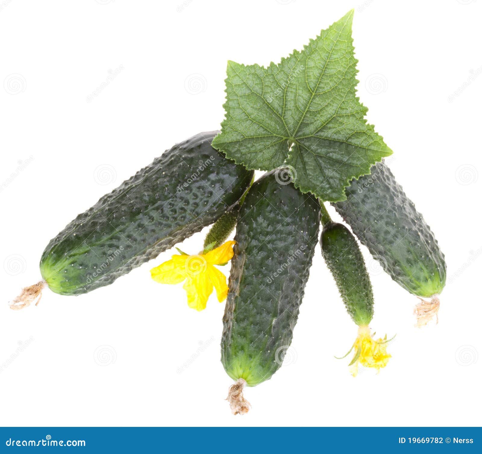 Cucumbers stock photo. Image of cucumbers, isolated, garden - 19669782