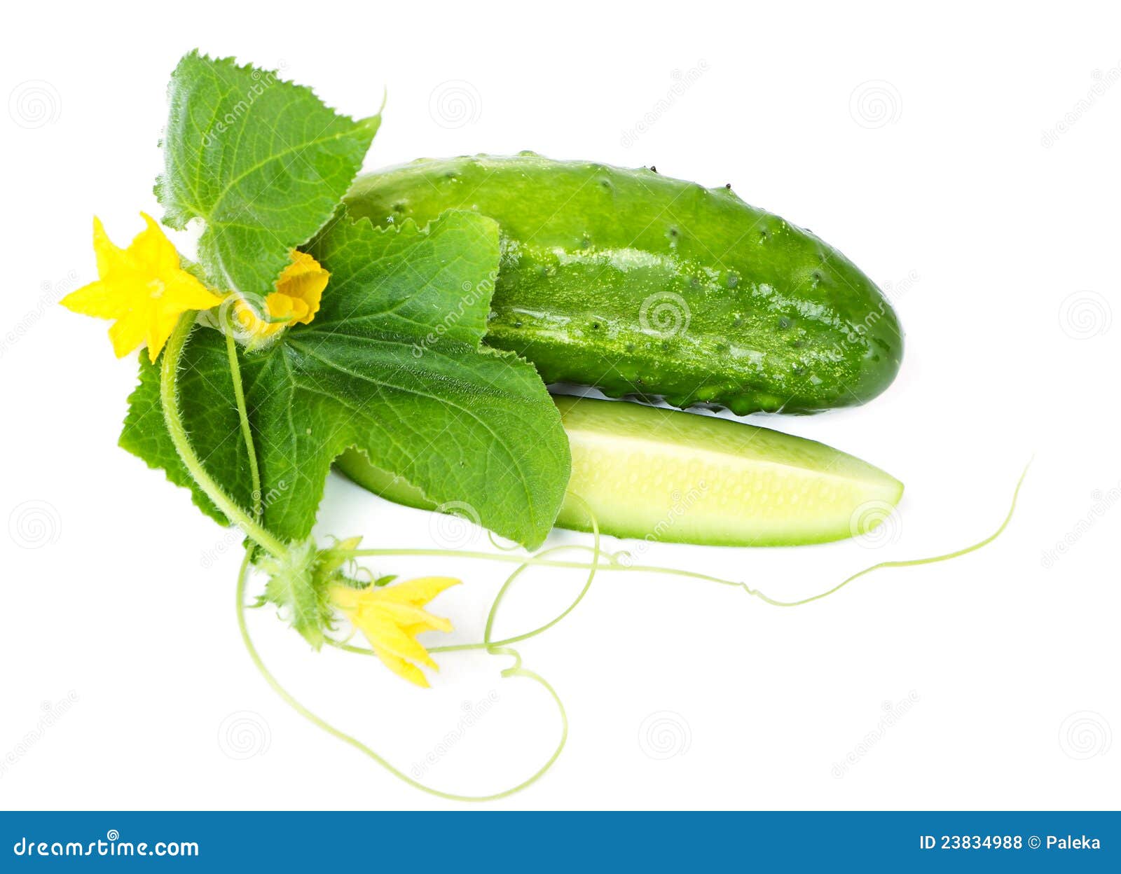 Cucumbers stock photo. Image of cucumber, piece, cultivated - 23834988