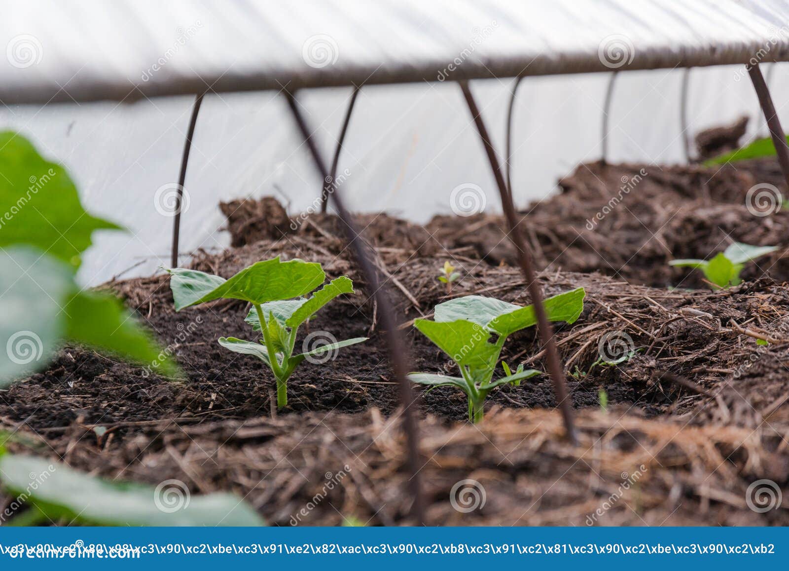 Cucumbers On A Bed Cucumber Sapling The Young Cucumber Grows On A Bed Stock Image Image Of
