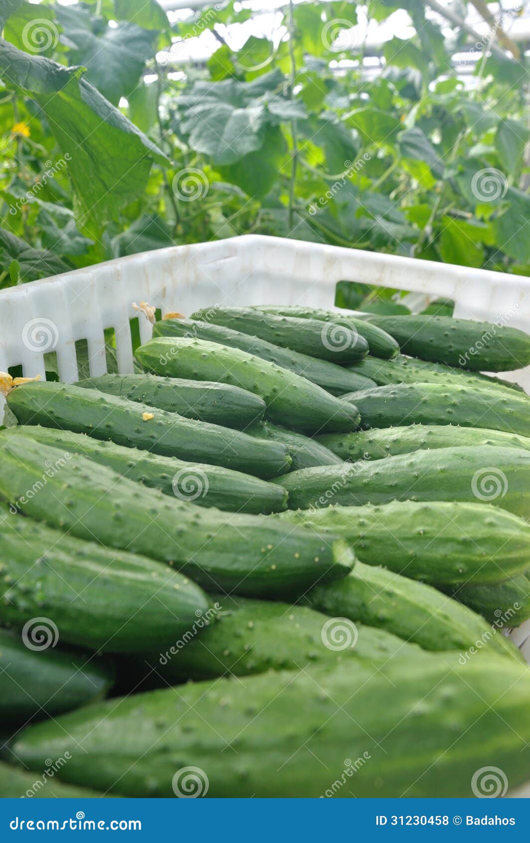 Cucumbers in a box stock photo. Image of cultivated, farm - 31230458