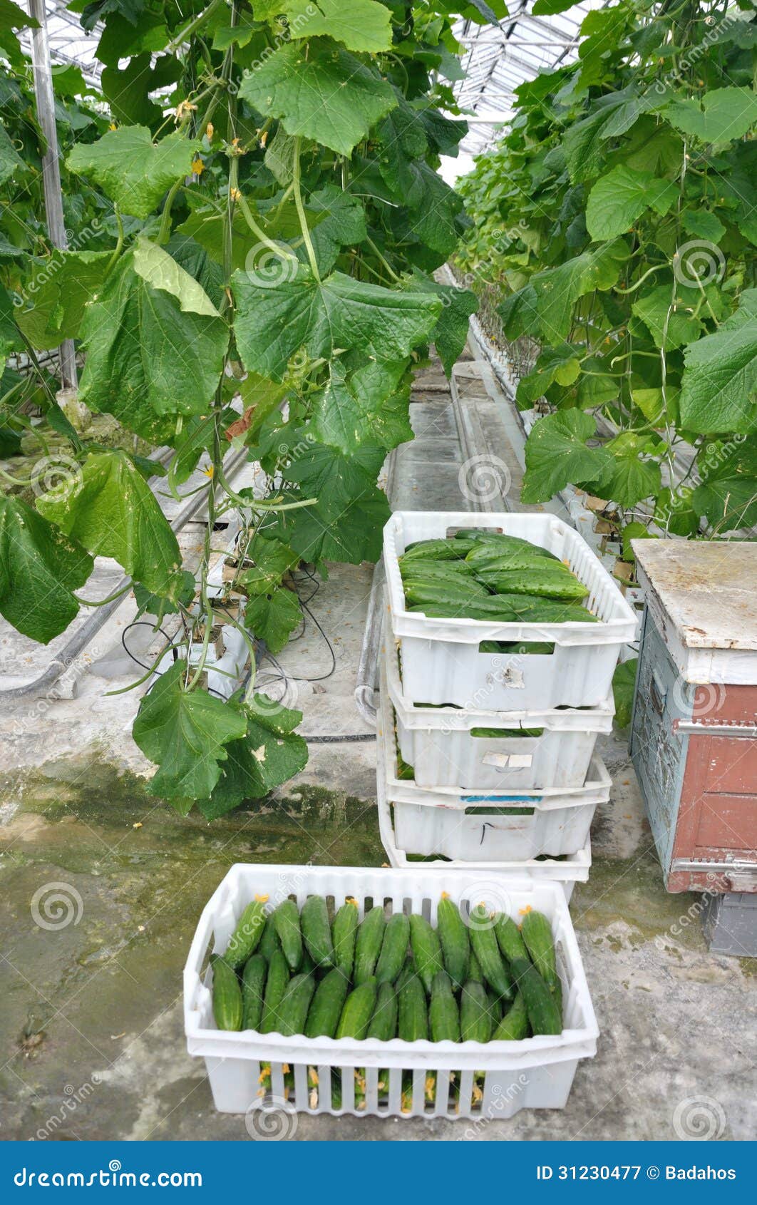 Cucumbers in a box stock image. Image of gardening, green - 31230477