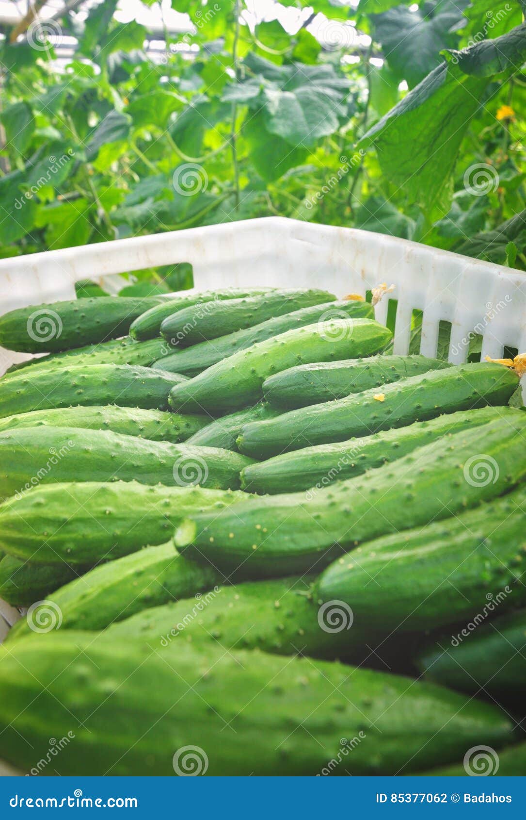 Cucumbers in a box stock photo. Image of harvesting, greenhouse - 85377062