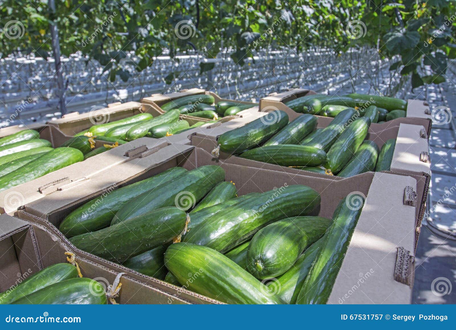 Cucumbers stock image. Image of agronomics, cultivate - 67531757