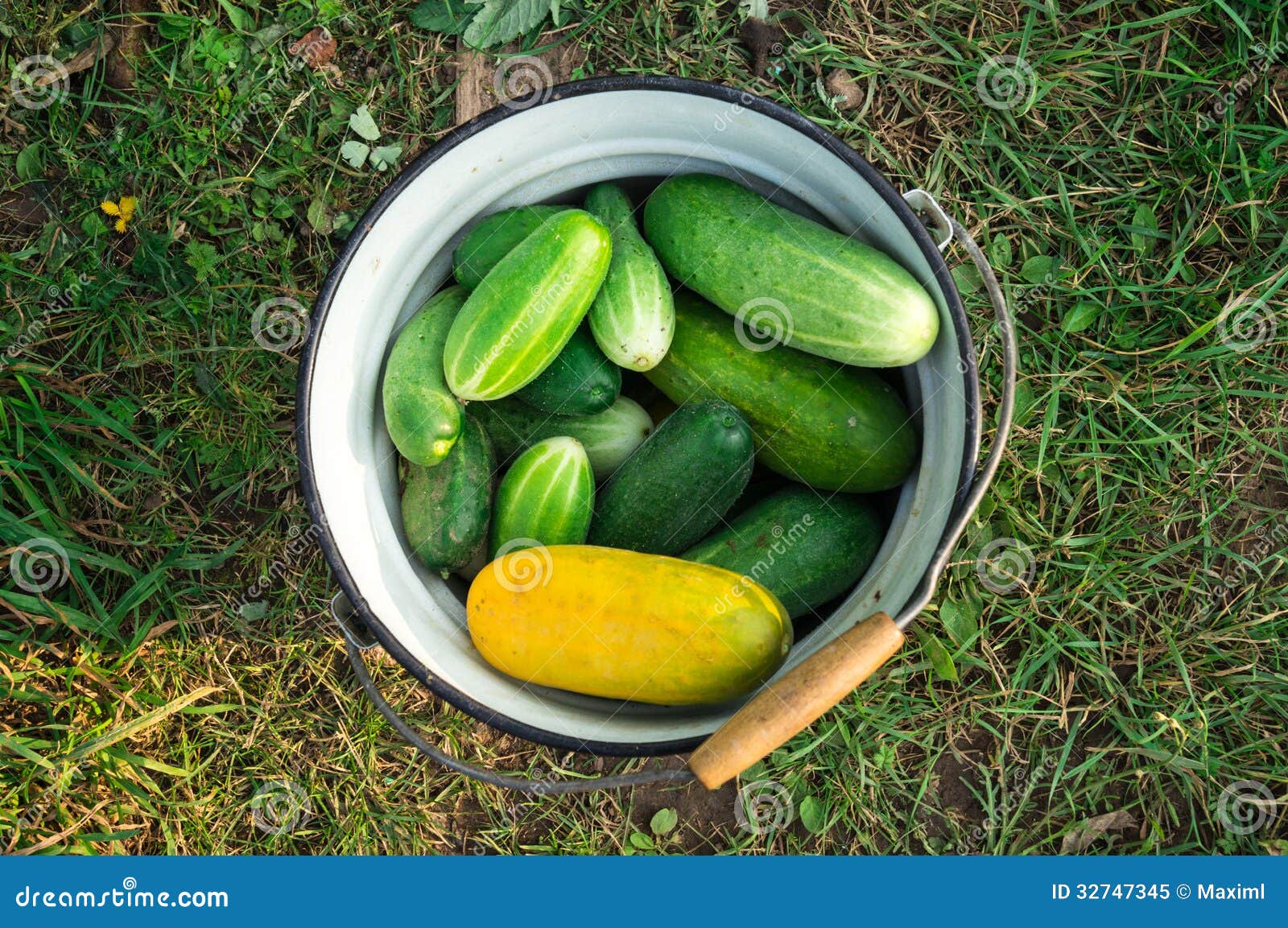 Cucumbers in a bucket stock image. Image of flora, crop - 32747345