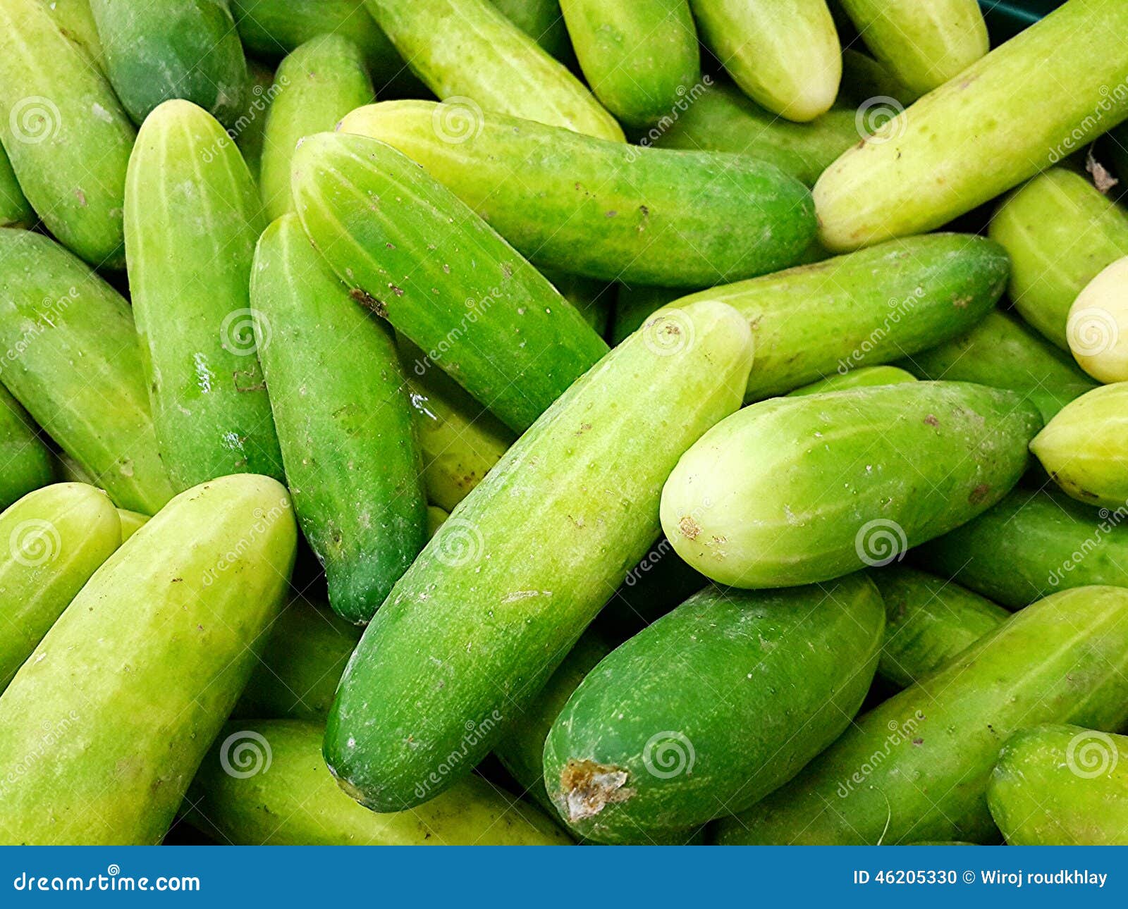 Cucumbers stock photo. Image of nature, freshness, isolated - 46205330
