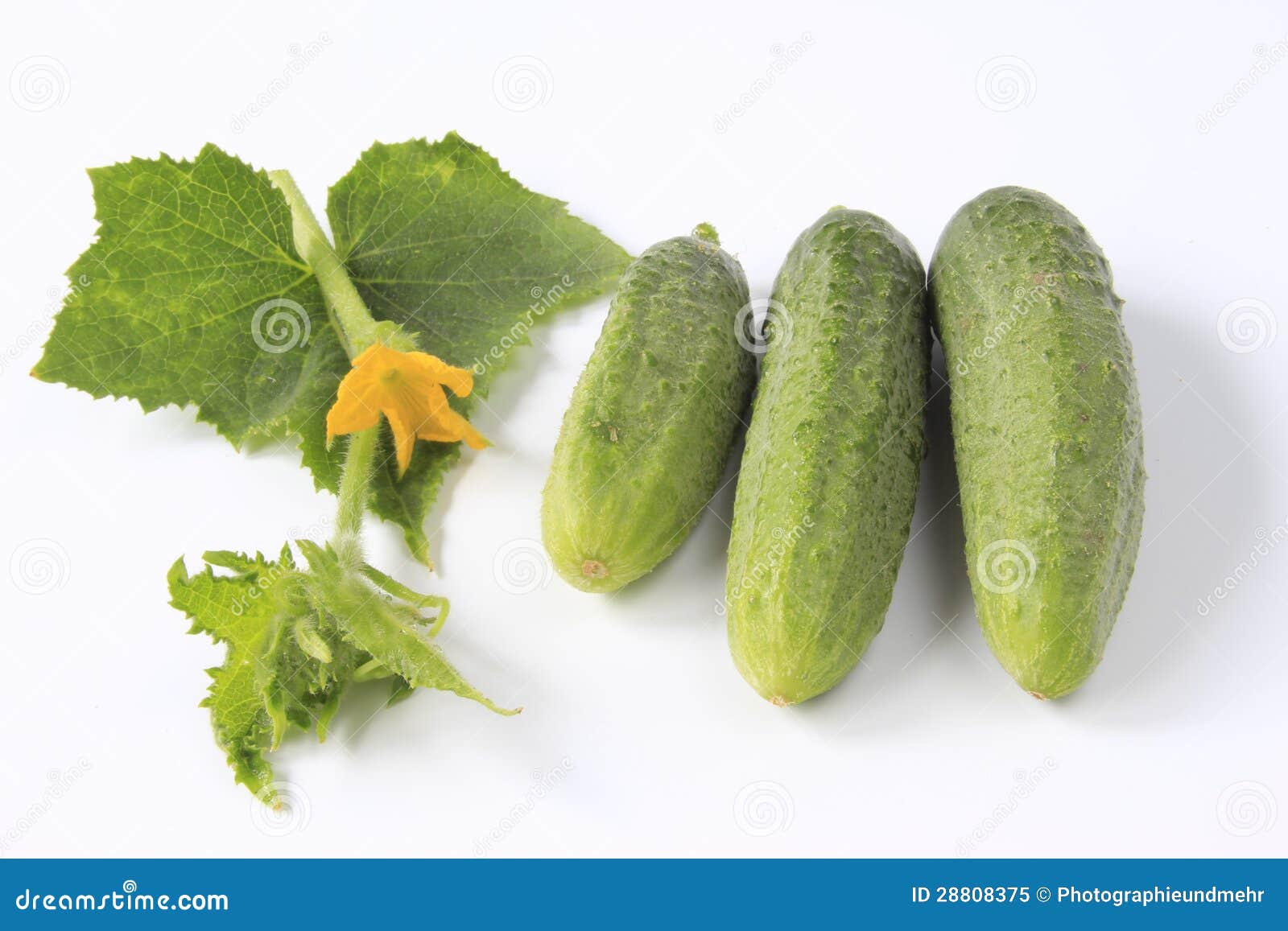 Cucumbers (Cucumis Sativus) Stock Image - Image of cucumber, flower ...
