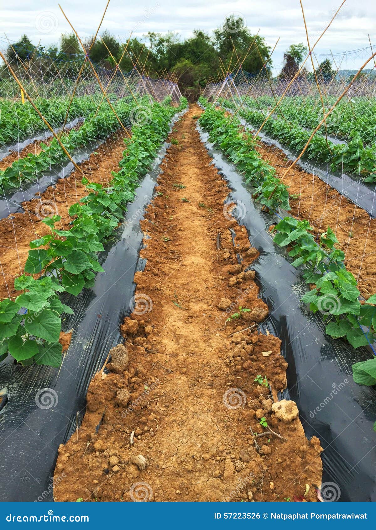 Cucumbers Farm - vertical stock photo. Image of green - 57223526
